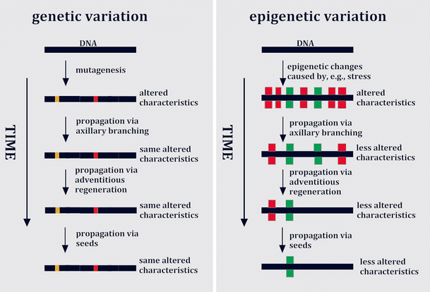 Epigenetics in plant tissue culture | SpringerLink