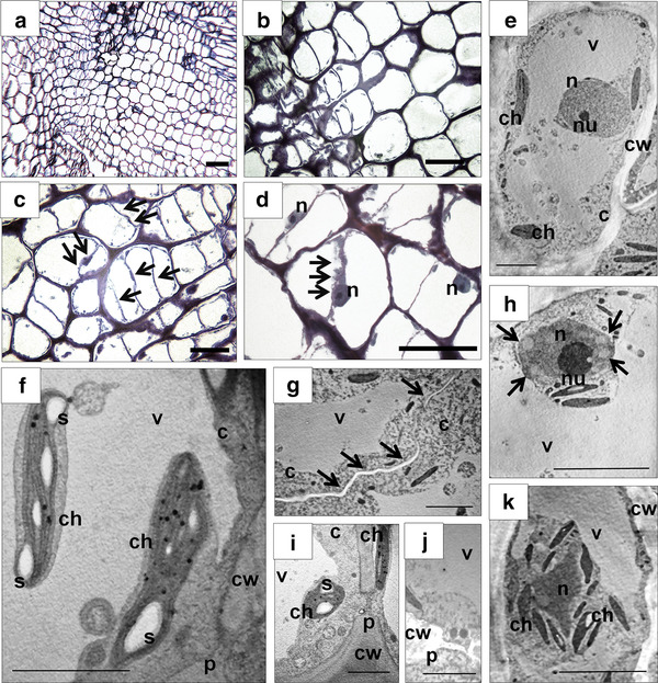 INFLORESCENCE DEFICIENT IN ABSCISSION-like is an abscission-associated ...