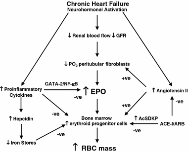 Heart failure and anemia: mechanisms and pathophysiology | SpringerLink