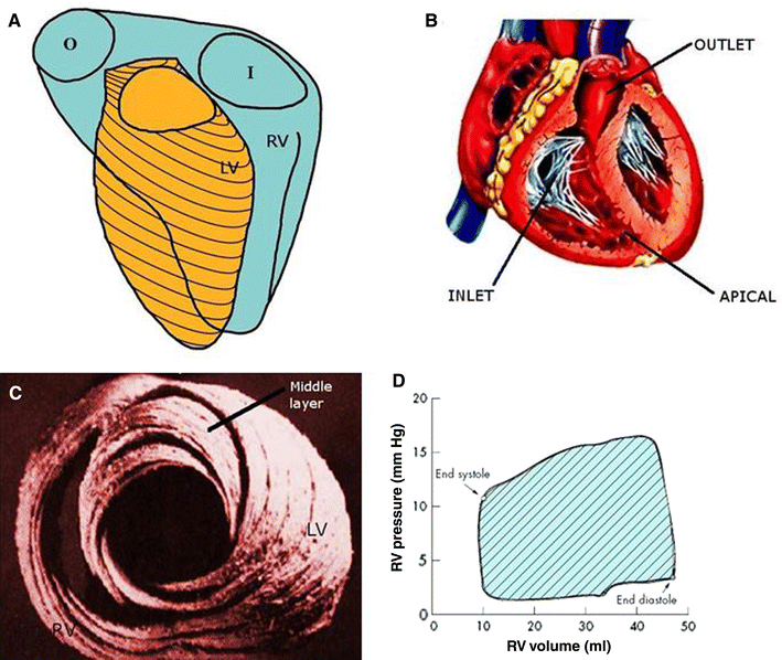 Do we have two hearts? New insights in right ventricular function ...