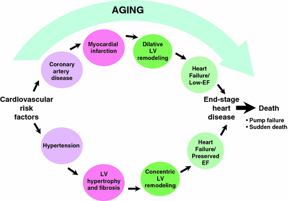 Aging and heart failure: changing demographics and implications for ...