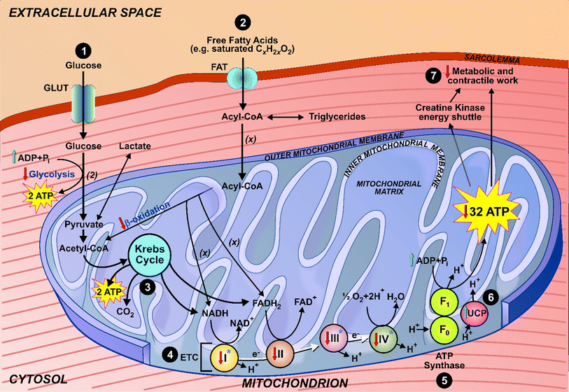 MELAS syndrome and cardiomyopathy: linking mitochondrial function to ...