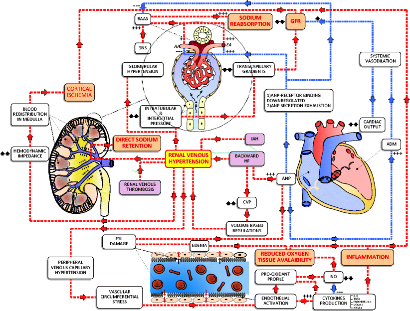 The dark side of the kidney in cardio-renal syndrome: renal venous ...