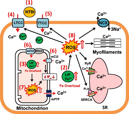 Involvement of cytosolic and mitochondrial iron in iron overload ...