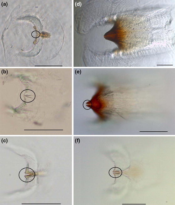 Beak development of early squid paralarvae (Cephalopoda: Teuthoidea ...