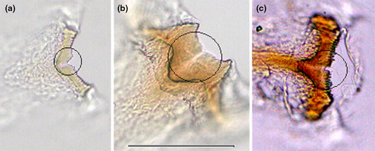 Early beak development in Argonauta Nodosa and Octopus Vulgaris ...