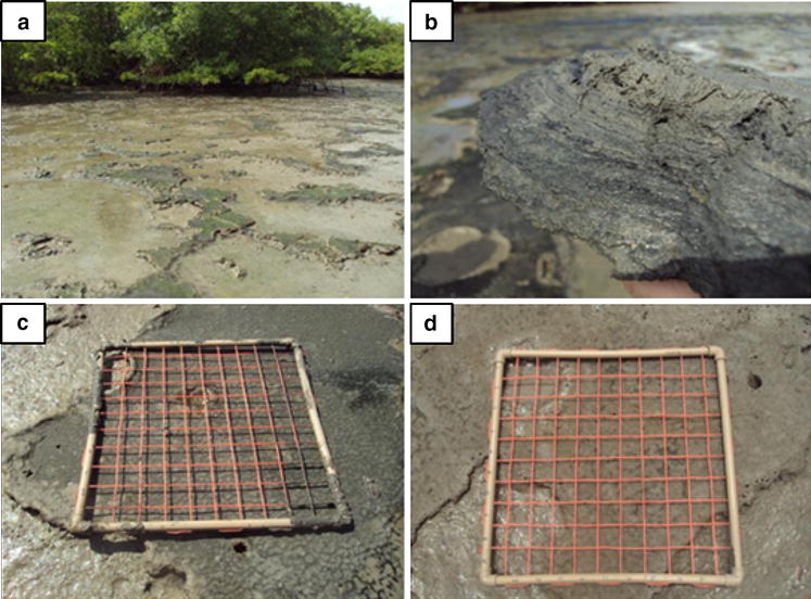 Effects of algal mats on a tropical estuarine benthic system: sediment ...