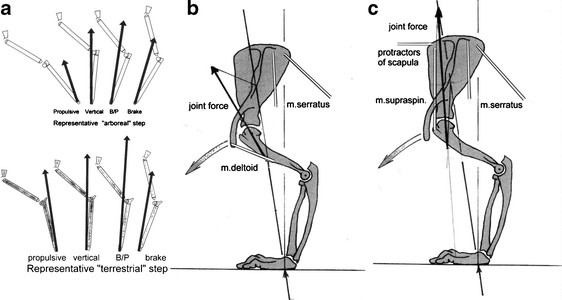 Functional Analysis of the Primate Shoulder | SpringerLink