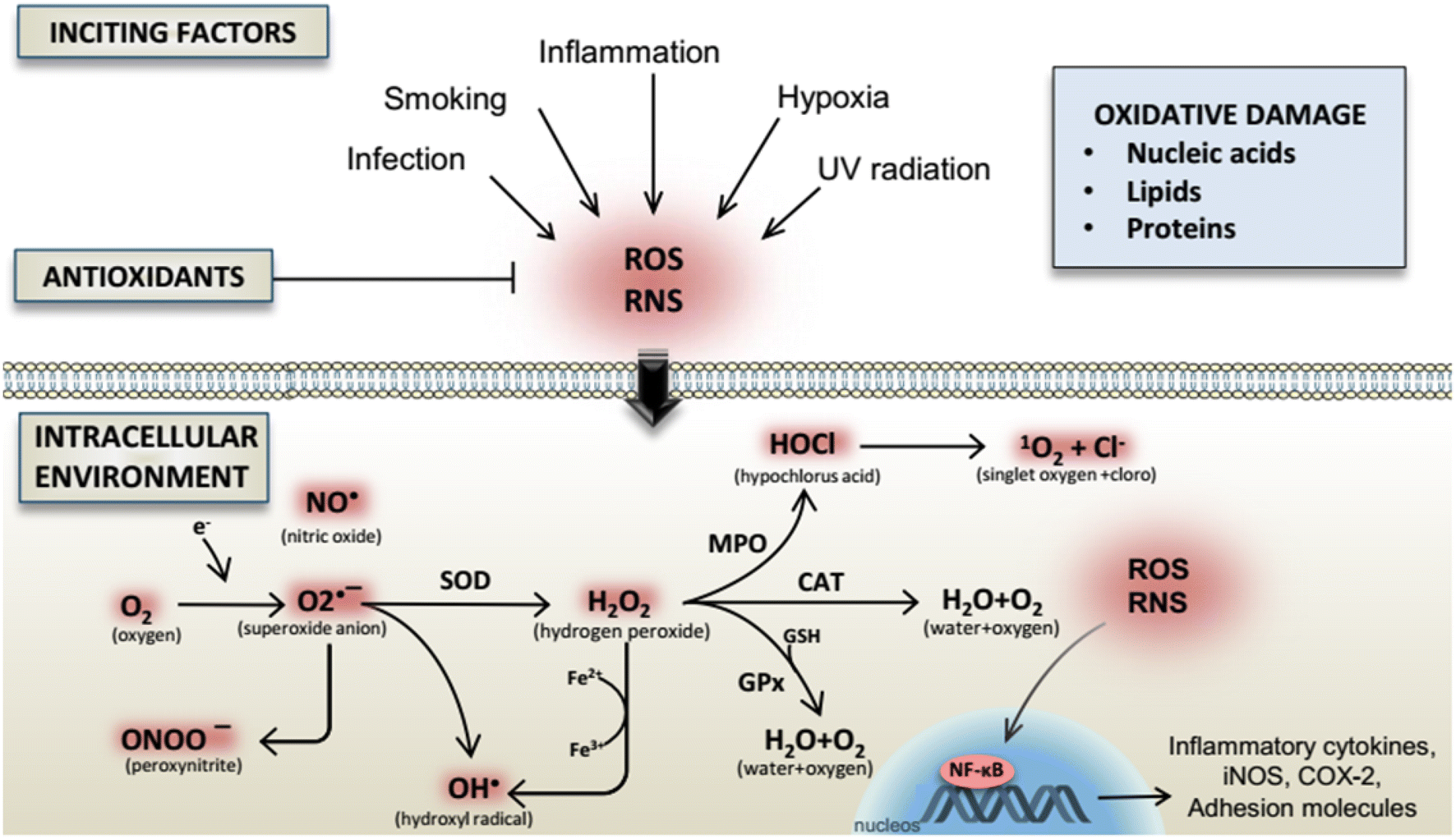 Influence of disease-modifying antirheumatic drugs on oxidative and ...