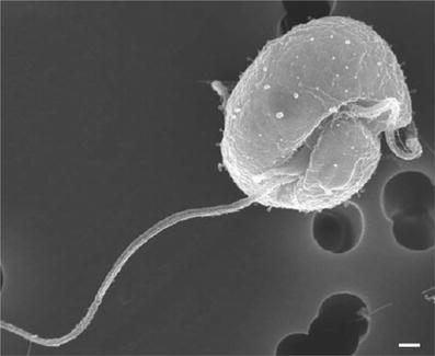 Crypthecodinium cohnii with emphasis on DHA production: a review ...