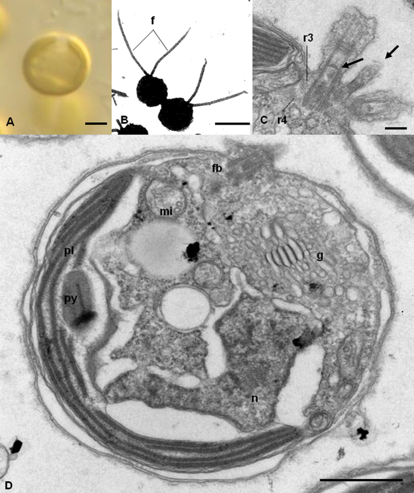 On the description of Tisochrysis lutea gen. nov. sp. nov. and ...