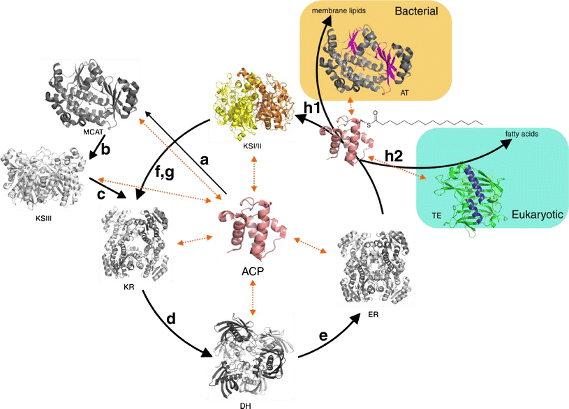 Evolution of acyl-ACP thioesterases and β-ketoacyl-ACP synthases ...