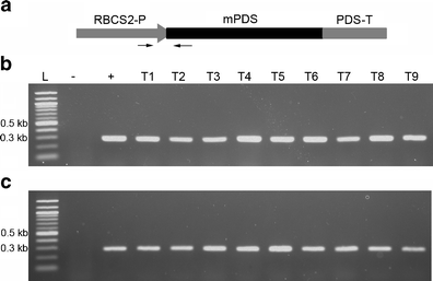 Single-tube colony PCR for DNA amplification and transformant screening ...