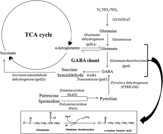 Glutamate decarboxylase activity and gamma-aminobutyric acid content in Synechocystis sp. PCC ...