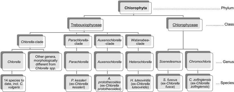 Review of the taxonomic revision of Chlorella and consequences for its ...