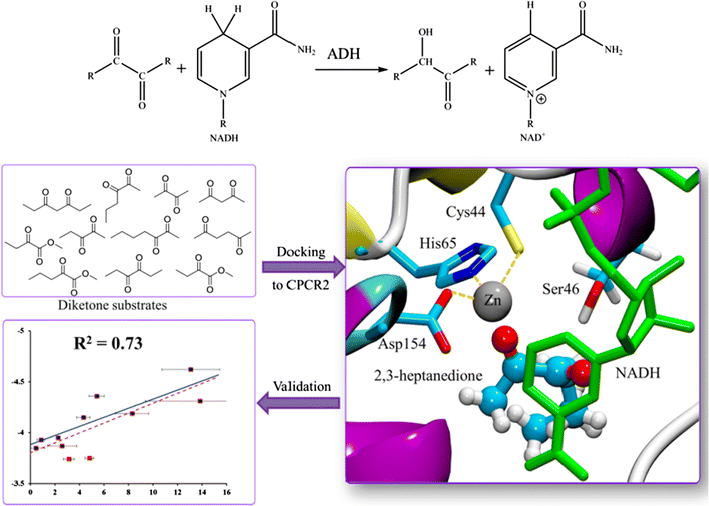 Activity prediction of substrates in NADH-dependent carbonyl reductase ...