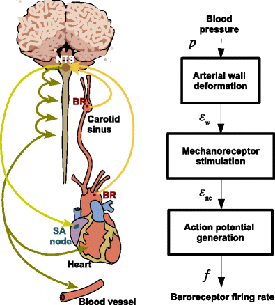 Modeling the differentiation of A- and C-type baroreceptor firing ...