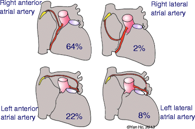 Anatomy and pathology of the sinus node | SpringerLink