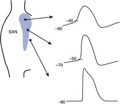 Current concepts of anatomy and electrophysiology of the sinus node ...