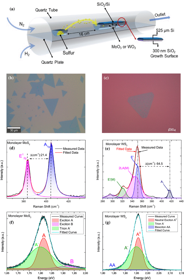 A comparative device performance assesment of CVD grown MoS2 and WS2 ...