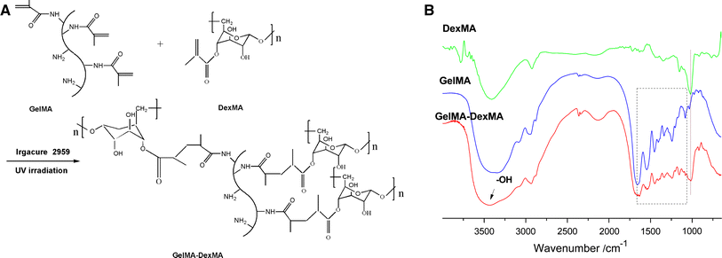 Cell-laden photocrosslinked GelMA–DexMA copolymer hydrogels with ...