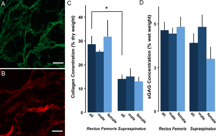 The characterization of decellularized human skeletal muscle as a ...