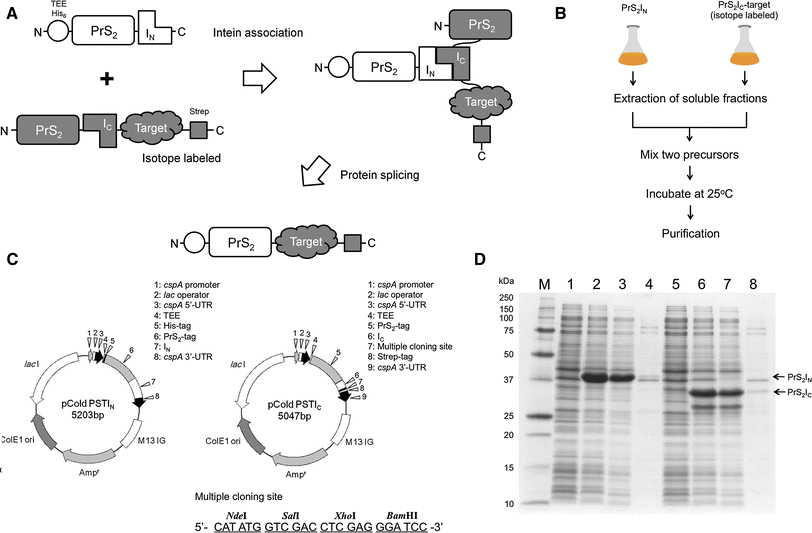 Segmental isotope labeling of proteins for NMR structural study using a protein S tag for higher ...