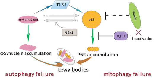 From autophagy to mitophagy: the roles of P62 in neurodegenerative ...
