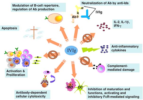 Intravenous Immunoglobulin: An Update on the Clinical Use and ...