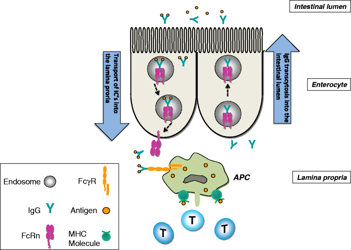 The Immunologic Functions of the Neonatal Fc Receptor for IgG ...