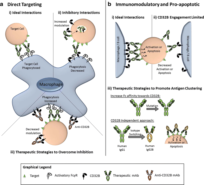 Regulation of Monoclonal Antibody Immunotherapy by FcγRIIB | SpringerLink