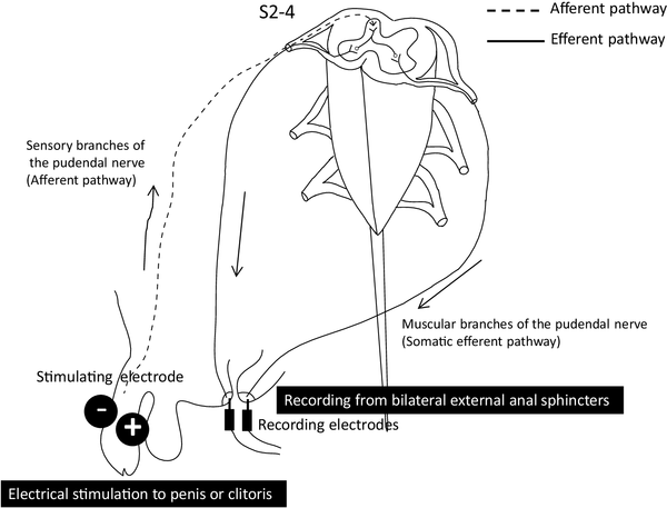 Bulbocavernosus Reflex