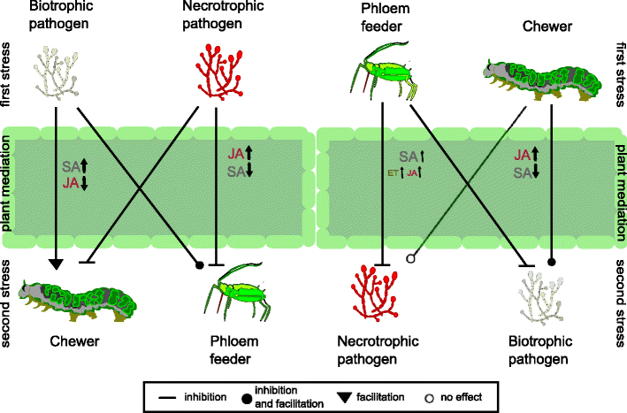 Phytohormone Mediation of Interactions Between Herbivores and Plant ...