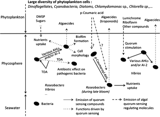 Quorum Sensing and Quorum Quenching in the Phycosphere of Phytoplankton ...
