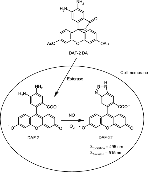 Use of Fluorescence Probes for Detection of Reactive Nitrogen Species ...