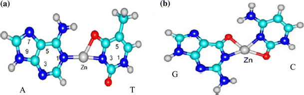 Interactions of Metal Ions with DNA and Some Applications | SpringerLink