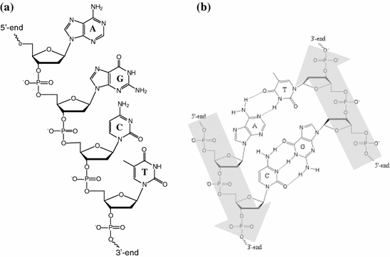 Interactions of Metal Ions with DNA and Some Applications | SpringerLink