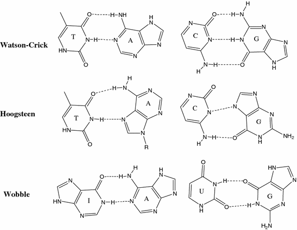 Interactions of Metal Ions with DNA and Some Applications | SpringerLink