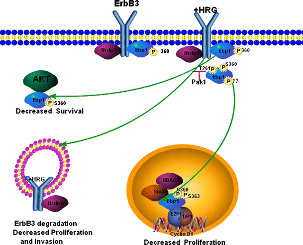 The Role of ErbB3 and its Binding Partners in Breast Cancer Progression ...