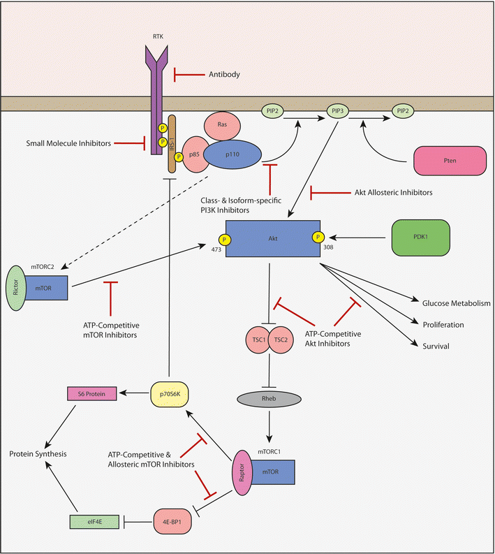 Targeting the PI3K/Akt/mTOR Pathway for Breast Cancer Therapy | SpringerLink