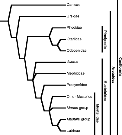 A Total Evidence Phylogeny of the Arctoidea (Carnivora: Mammalia ...