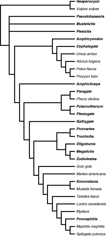 A Total Evidence Phylogeny of the Arctoidea (Carnivora: Mammalia ...