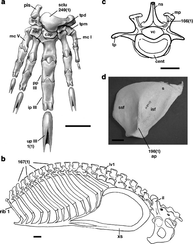 The Phylogeny of Living and Extinct Pangolins (Mammalia, Pholidota) and ...