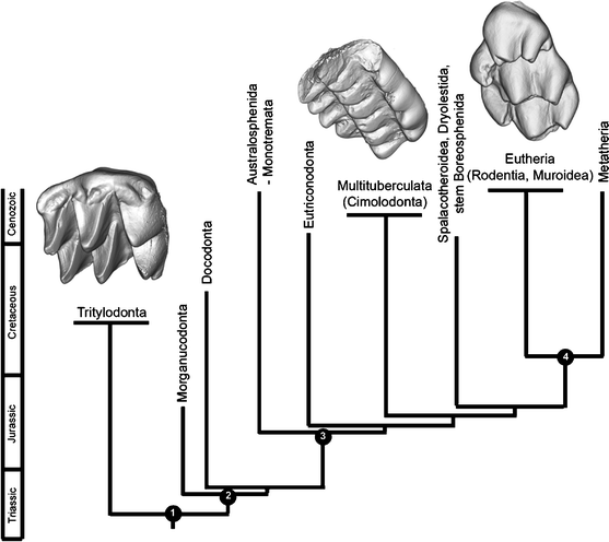 Occlusal Pattern in Paulchoffatiid Multituberculates and the Evolution ...