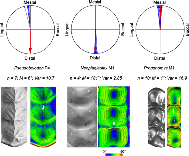 Occlusal Pattern in Paulchoffatiid Multituberculates and the Evolution ...
