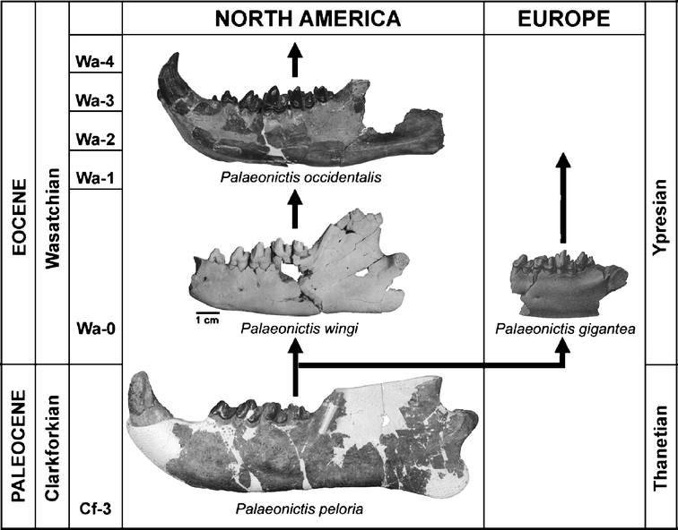 A New Small-Bodied Species of Palaeonictis (Creodonta, Oxyaenidae) from ...