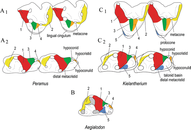 Evolution of the Tribosphenic Molar Pattern in Early Mammals, with ...