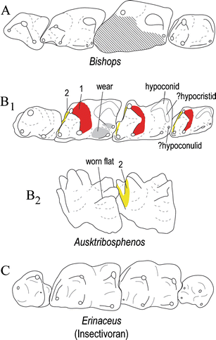 Evolution of the Tribosphenic Molar Pattern in Early Mammals, with ...