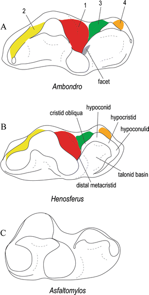 Evolution of the Tribosphenic Molar Pattern in Early Mammals, with ...