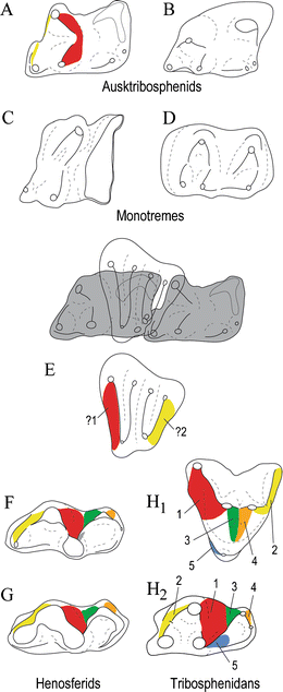 Evolution of the Tribosphenic Molar Pattern in Early Mammals, with ...